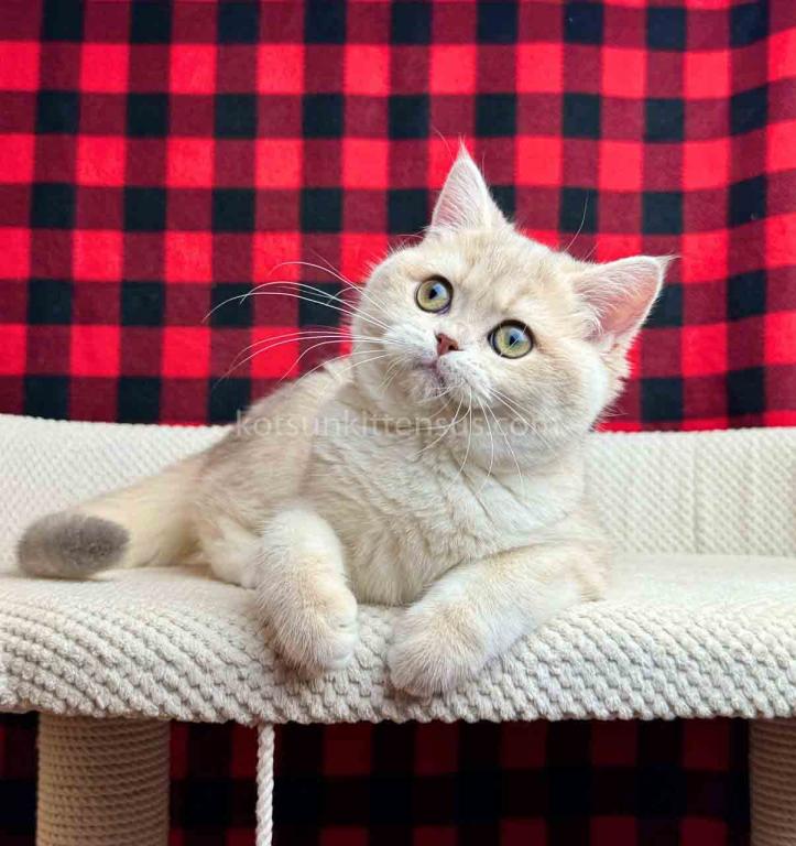 Barbie Blue Golden Shaded Ay 11 British Girl - Female British Shorthair ...