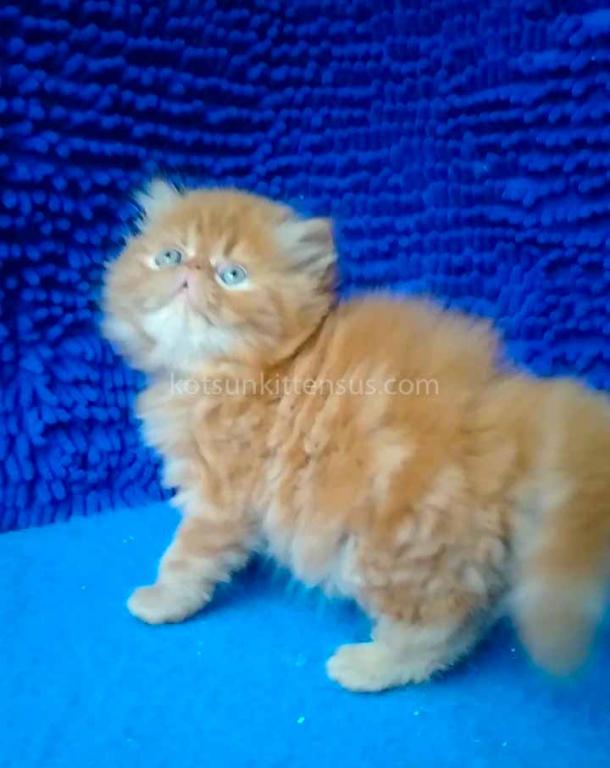 Ginger Persian Exotic Longhair Orange Red Girl - Female Persian Kitten ...
