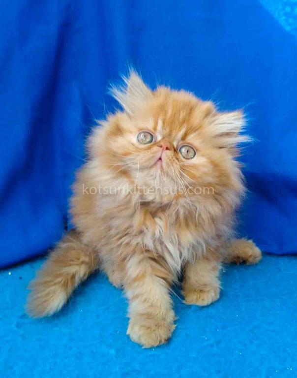 Ginger Persian Exotic Longhair Orange Red Girl - Female Persian Kitten ...