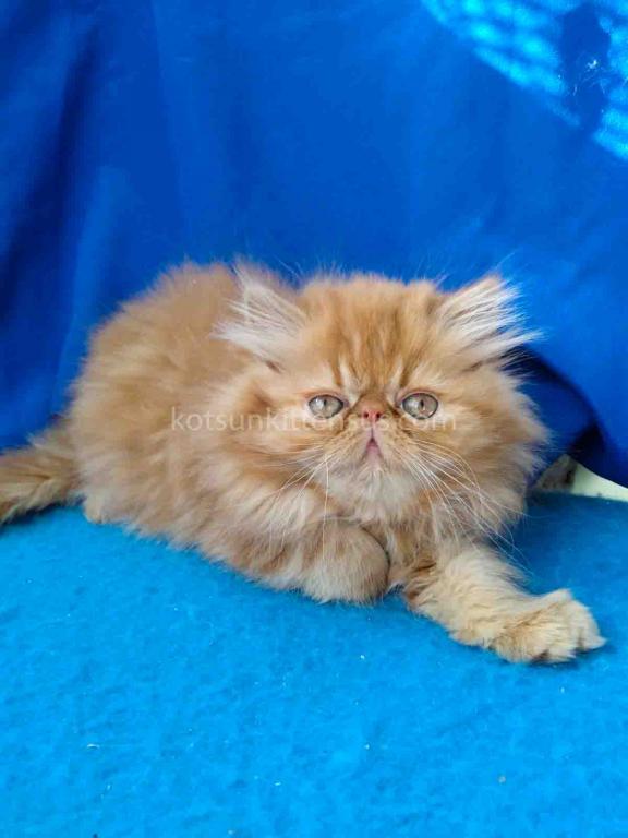 Ginger Persian Exotic Longhair Orange Red Girl - Female Persian Kitten ...