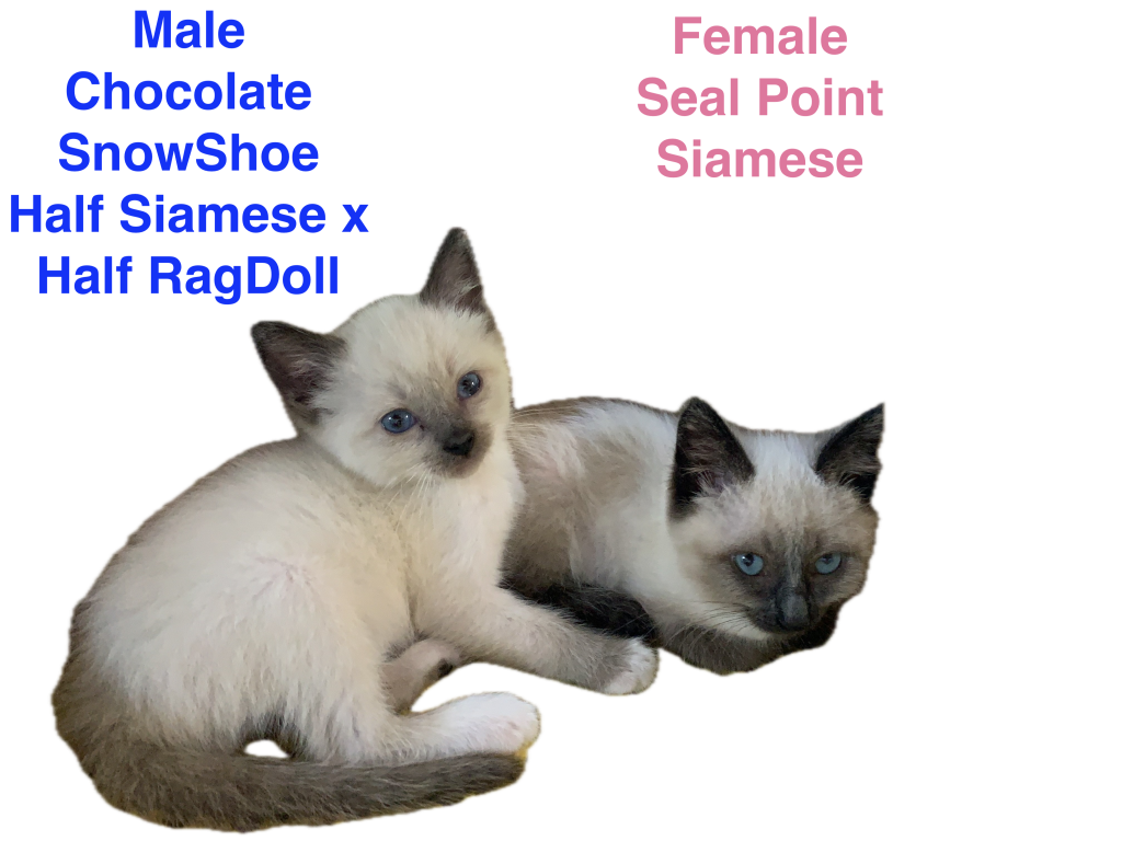 Siamese & Also Siamese X RagDoll Kittens - Male & Female Siamese ...