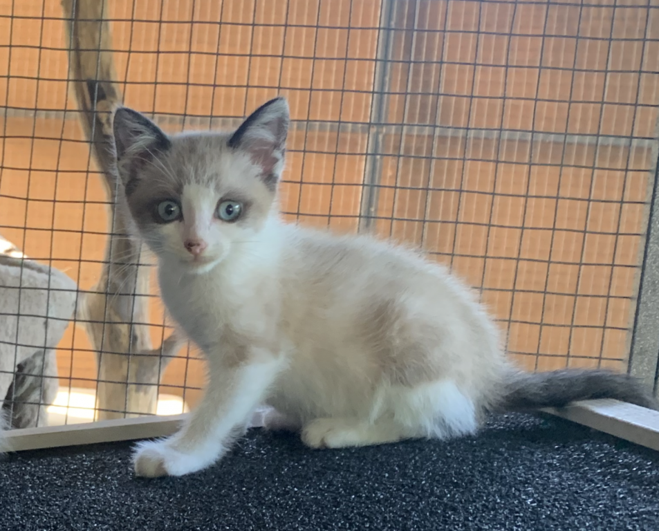 Siamese & Also Siamese X RagDoll Kittens - Male & Female Siamese ...