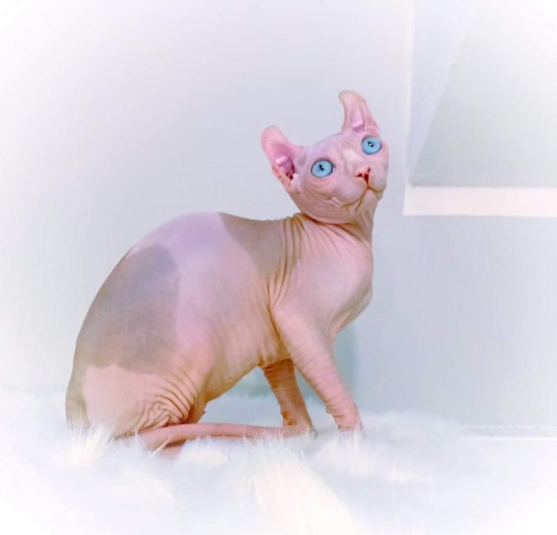 Breeder Elf Sphynx W Blue Eyes European Great Moth - Female Sphynx Cat ...