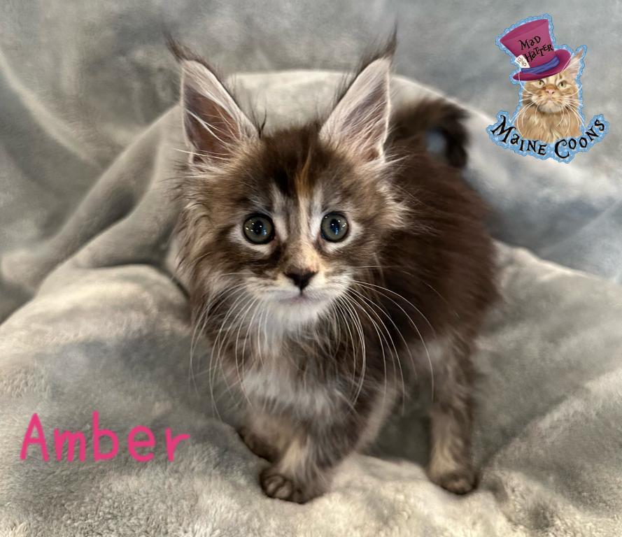Amber - Female Maine Coon Kitten For Sale in Washington, United States ...