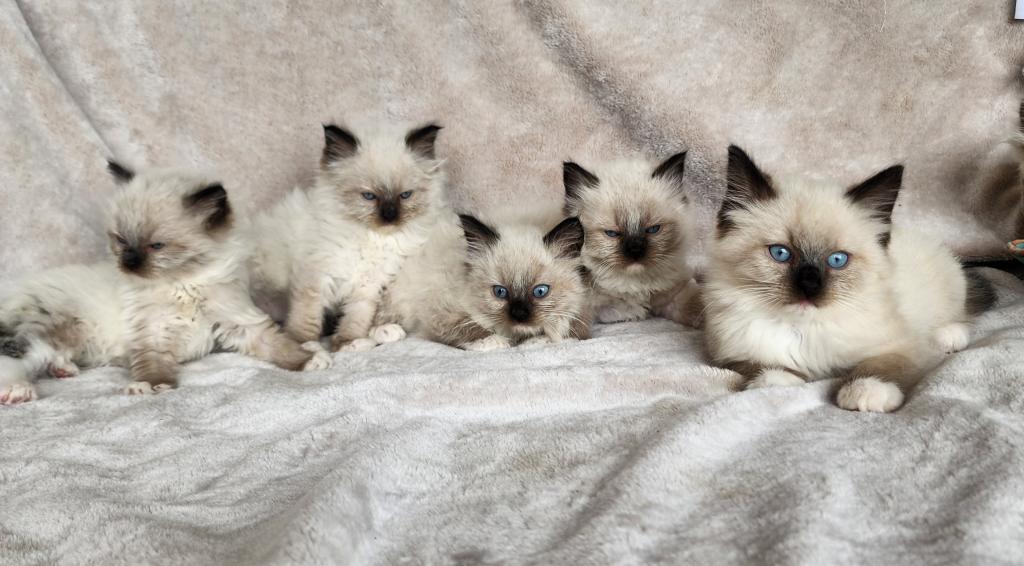 Sweet Ragdolls - Male & Female Ragdoll Kittens For Sale in Washington ...