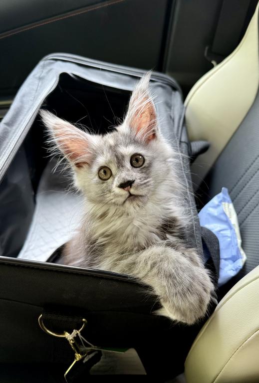 Maine Coons NY - Female Maine Coon Kitten For Sale in New York, United ...