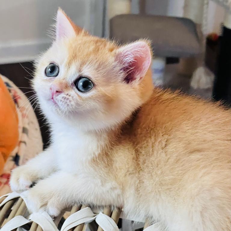 Oliver Golden Shaded Boy - Male British Shorthair Kitten For Sale in ...