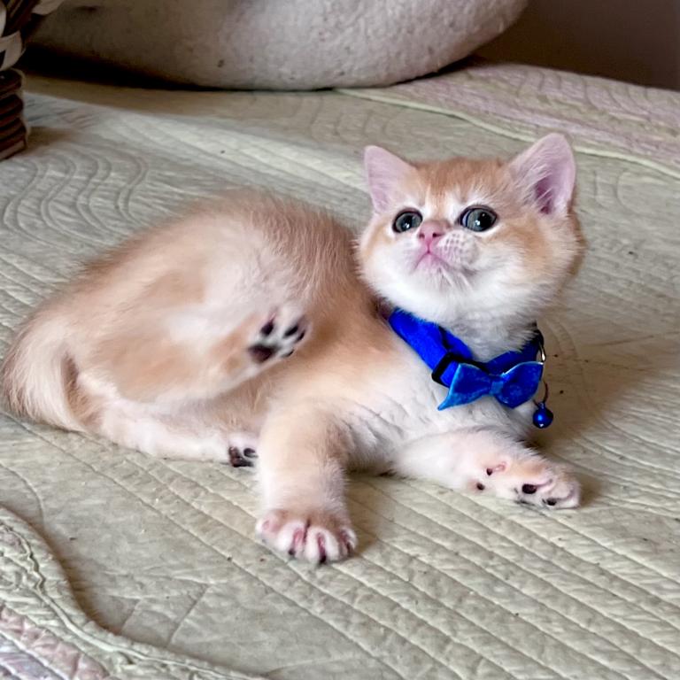 Oliver Golden Shaded Boy - Male British Shorthair Kitten For Sale in ...