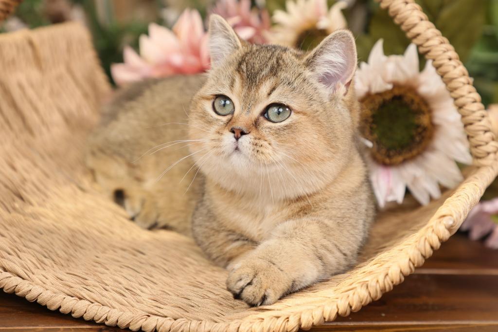 Shorthair Kittens For Sale - Male Minuet Kitten For Sale in Missouri ...