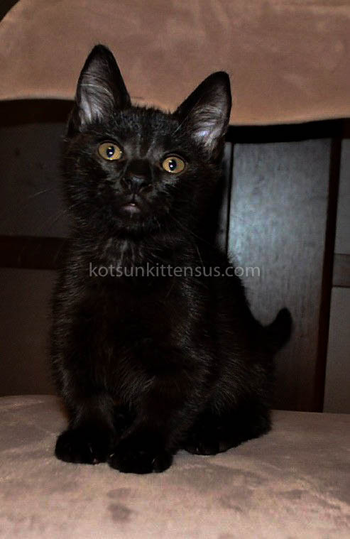 Robin Whole Black Solid Munchkin With Short Legs - Male Munchkin Kitten ...
