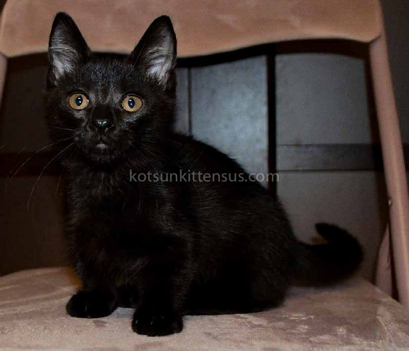 Robin Whole Black Solid Munchkin With Short Legs - Male Munchkin Kitten ...