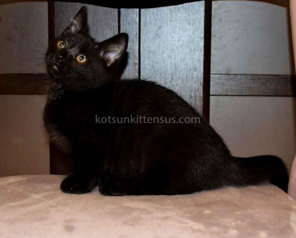 Robin Whole Black Solid Munchkin With Short Legs - Male Munchkin Kitten ...