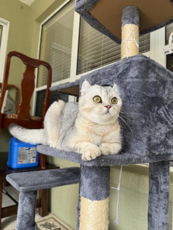 Jerry - Female Scottish Straight Cat For Sale in Florida, United States ...