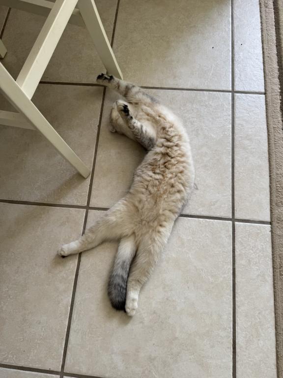 Jerry - Female Scottish Straight Cat For Sale in Florida, United States ...