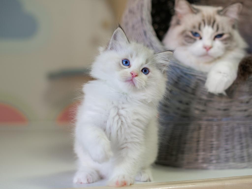 Nolan Ragdoll Male Seal Lynx Bicolour - Male Ragdoll Kitten For Sale in ...