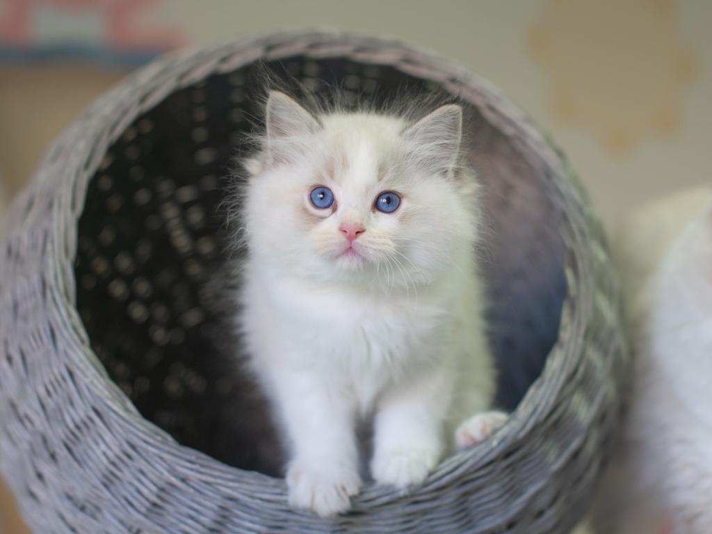 Nolan Ragdoll Male Seal Lynx Bicolour - Male Ragdoll Kitten For Sale in ...