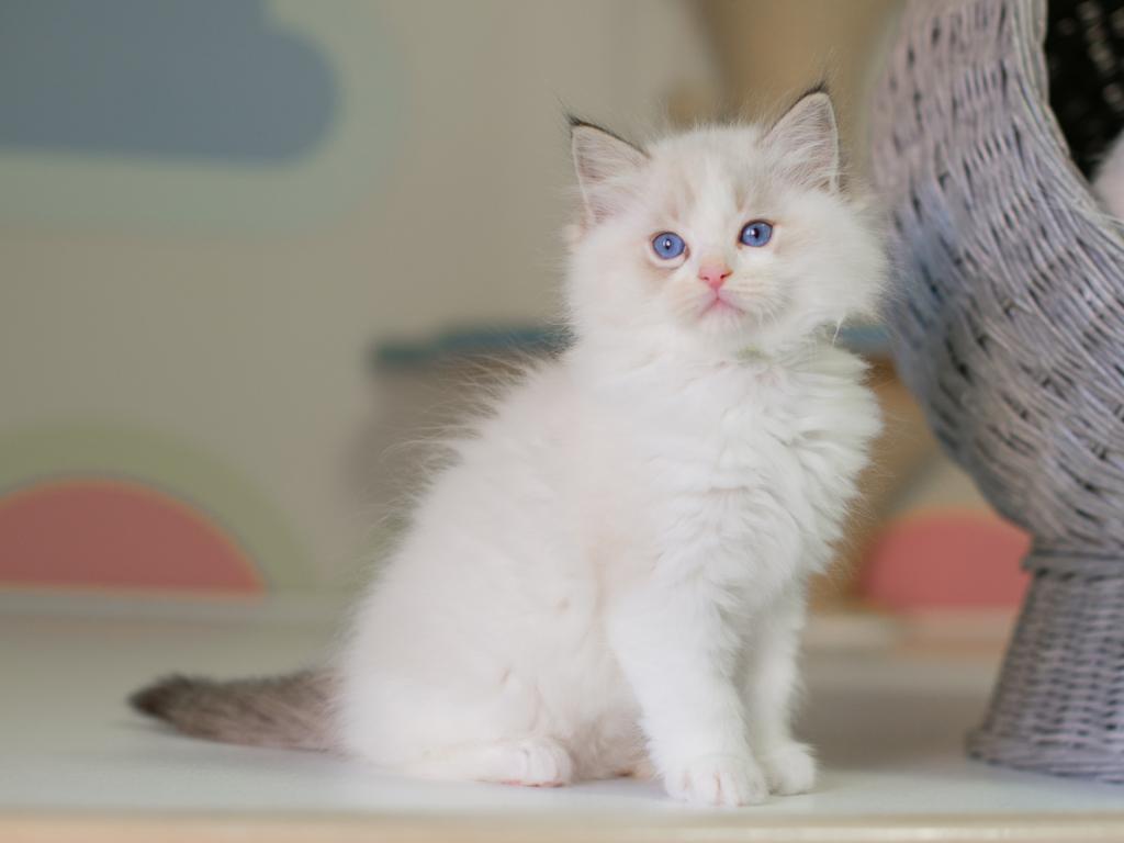 Nolan Ragdoll Male Seal Lynx Bicolour - Male Ragdoll Kitten For Sale in ...
