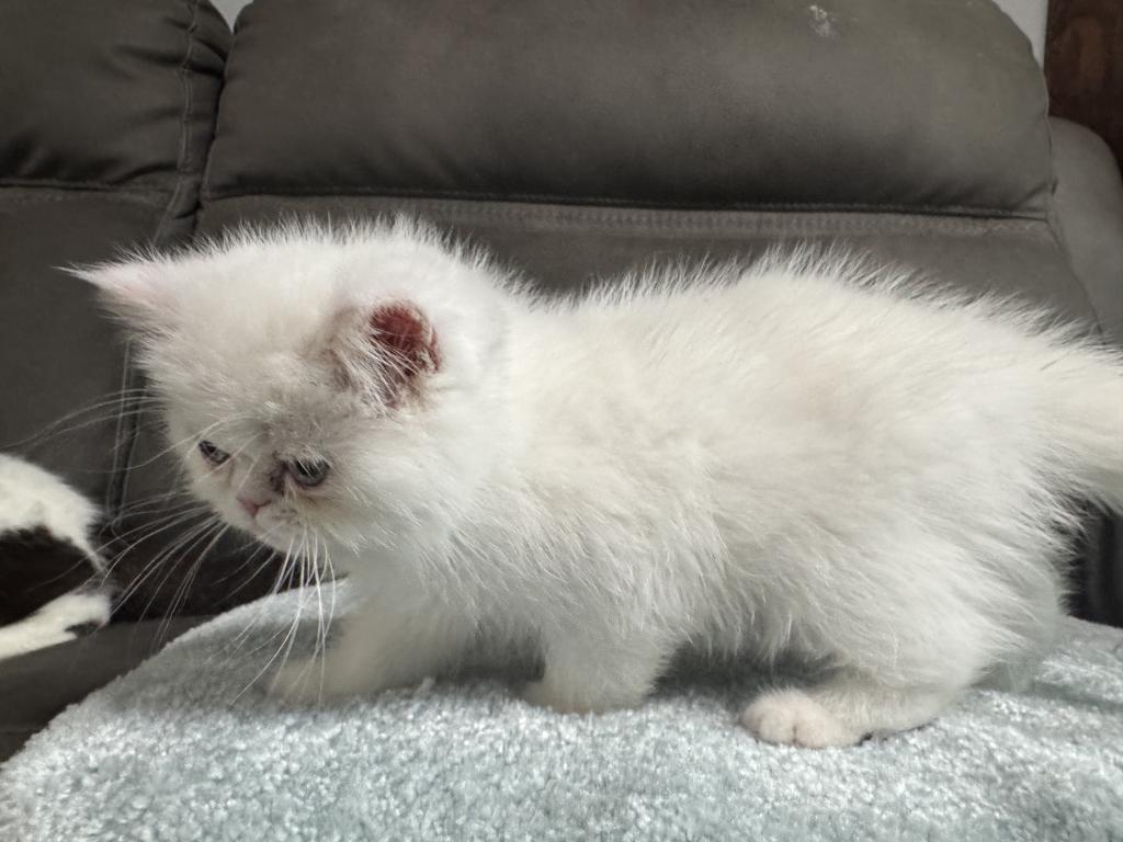 Exotic White Kitten - Female Exotic Kitten For Sale in Florida, United ...