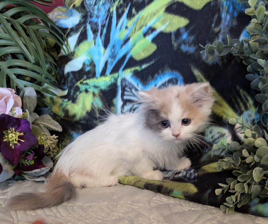 Cute Munchkins - Male & Female Munchkin Kittens For Sale in Indiana ...