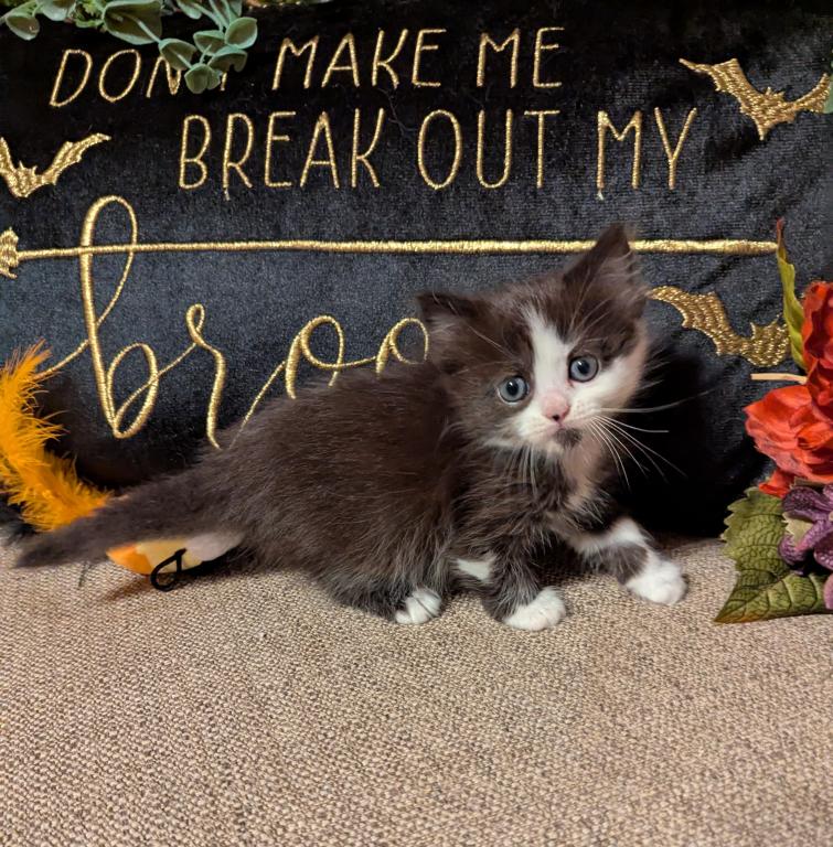 Cute Munchkins - Male & Female Munchkin Kittens For Sale in Indiana ...