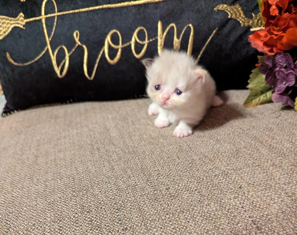 Cute Munchkins - Male & Female Munchkin Kittens For Sale in Indiana ...