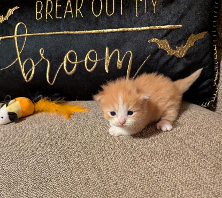 Cute Munchkins - Male & Female Munchkin Kittens For Sale in Indiana ...