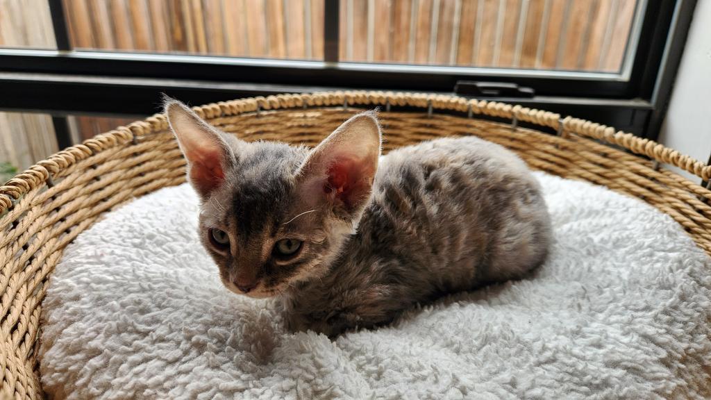 Darlene - Female Devon Rex Kitten For Sale in Texas, United States ...