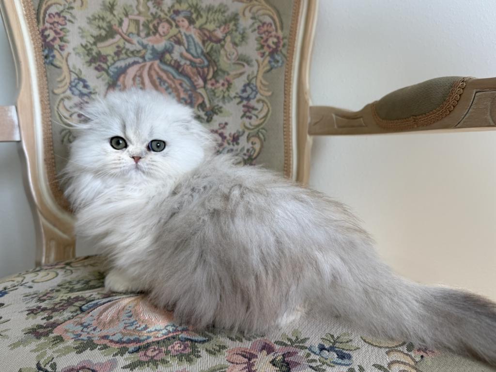 Scottish Fold Silver Chinchilla Male - Male Scottish Fold Kitten For ...