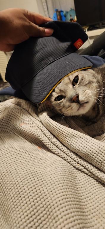 Bender - Male Domestic Cat For Sale in Texas, United States | Profile ...
