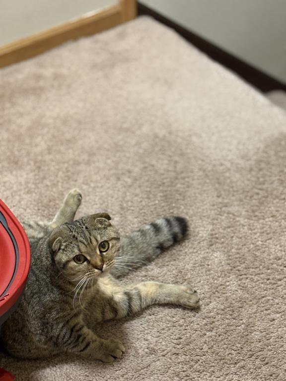 Luna - Female Scottish Fold Cat For Adoption in Minnesota, United ...