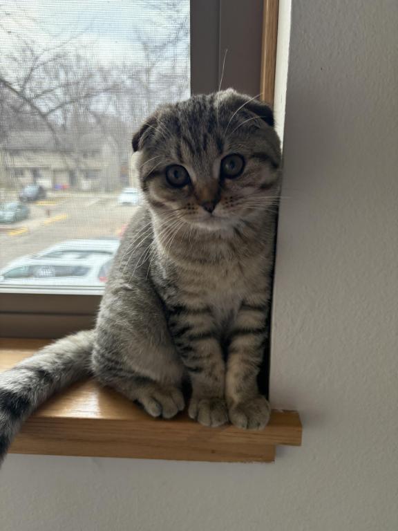 Luna - Female Scottish Fold Cat For Adoption in Minnesota, United ...