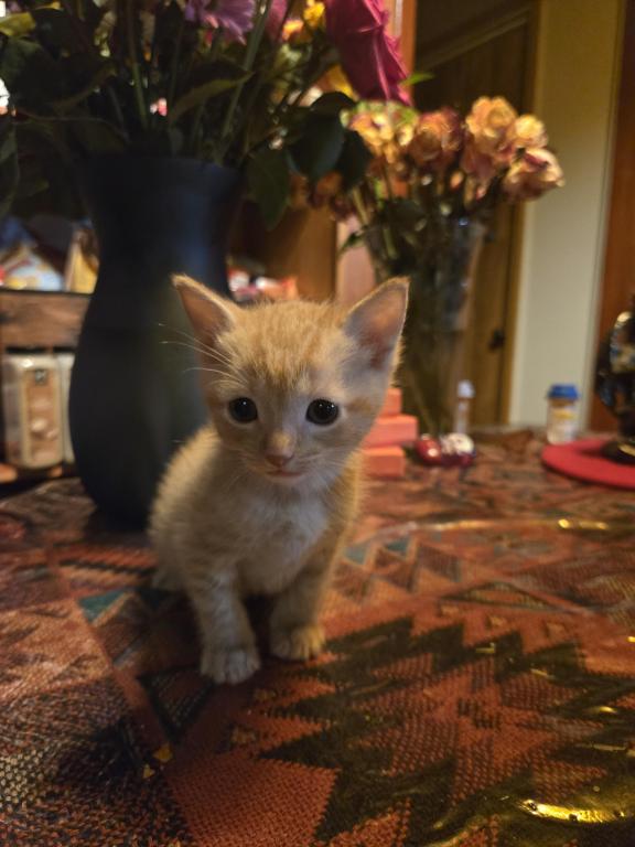 Blue Eyes - Male Domestic Kitten For Adoption in Texas, United States ...