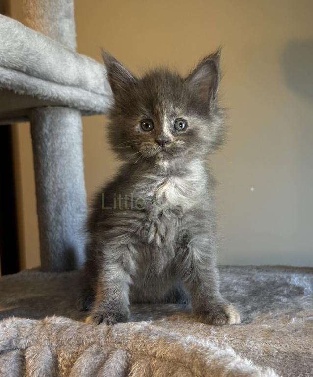 Disney Litter - Female Maine Coon Kitten For Sale in Missouri, United ...