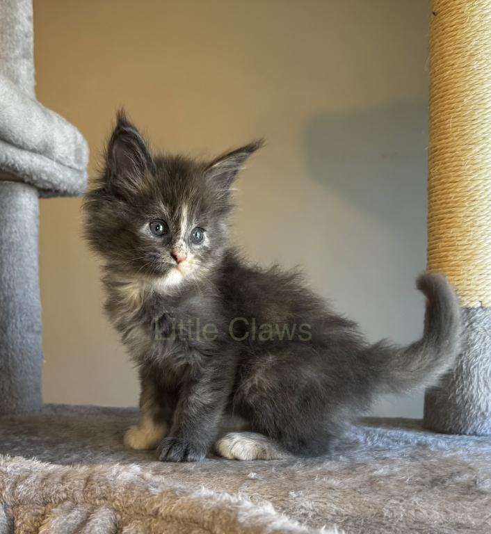 Disney Litter - Female Maine Coon Kitten For Sale in Missouri, United ...