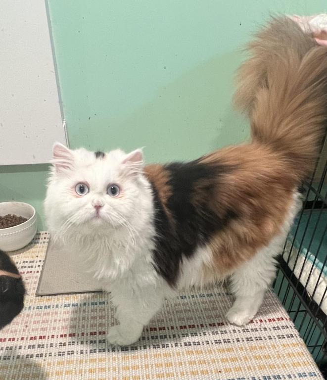 Matryoshka - Female Persian Cat For Sale in Illinois, United States ...