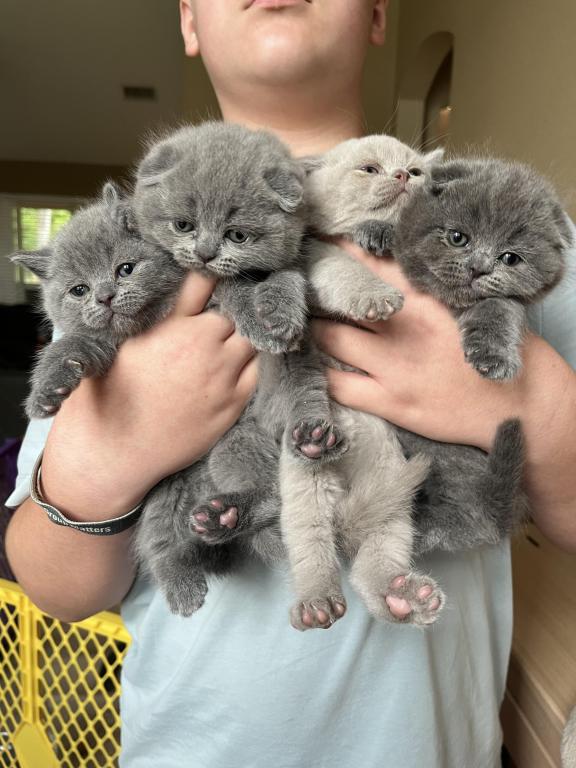 Girls - Female Scottish Fold Kitten For Sale in Texas, United States ...