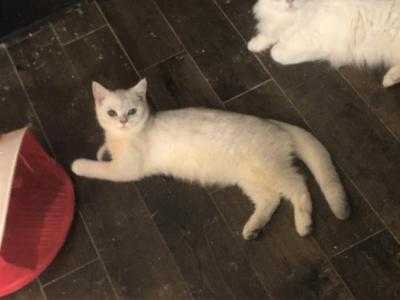 Apollo - Male British Shorthair Cat For Sale in New York, United States ...