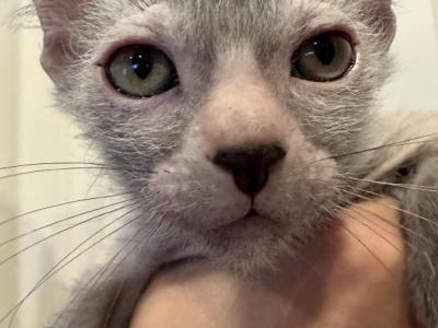 Whip Cream - Male Lykoi Cat For Sale in Colorado, United States ...