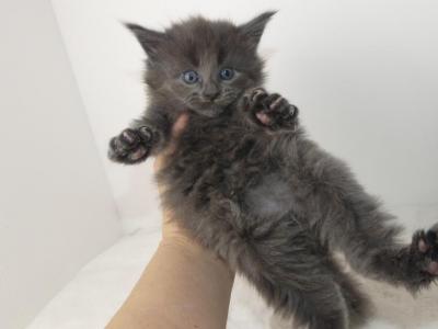 Female Solid Blue - Female Maine Coon Kitten For Sale in Michigan ...