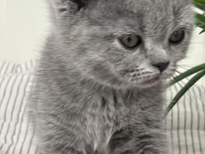 Lilu - Female British Shorthair Kitten For Sale in New York, United ...