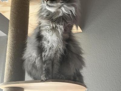 Ghost - Male Maine Coon Cat For Sale in Texas, United States | Profile ...