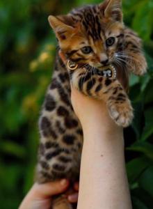 Kittens For Sale & Cats For Adoption Near Me | GoKitty