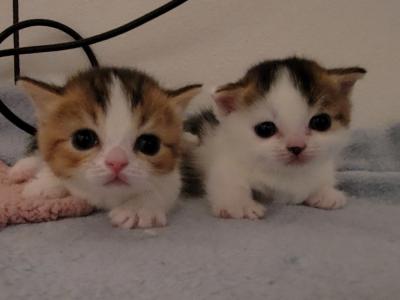 Kittens For Sale & Cats For Adoption Near Me | GoKitty