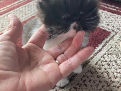 Kittens For Sale & Cats For Adoption Near Me | GoKitty