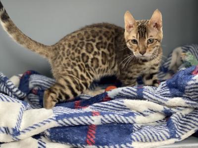 Kittens For Sale & Cats For Adoption Near Me | GoKitty