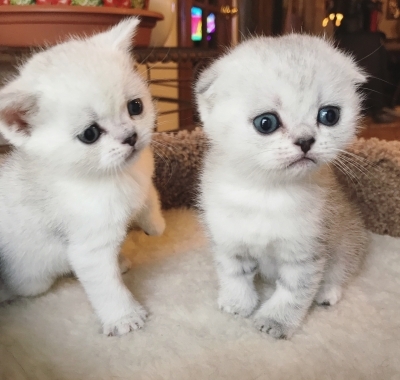 Angela - Cat Breeder in Houston, Texas