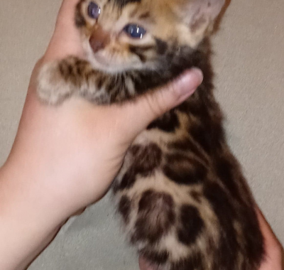 Sheri - Cat Breeder in Des Moines, Iowa