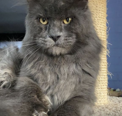 Julia - Cat Lover in Las Vegas, Nevada