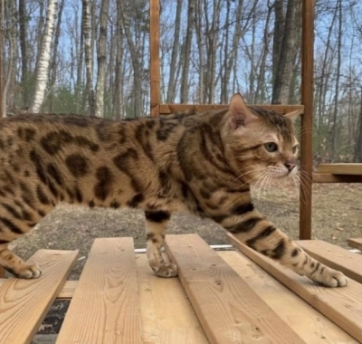 Sheree - Cat Breeder in Atlanta, Georgia