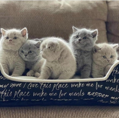 Alena - Cat Breeder in Philadelphia, Pennsylvania